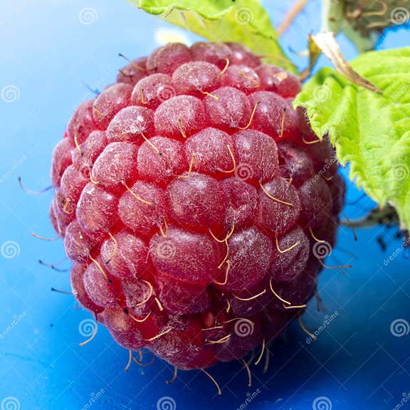 A Raspberry is a Bramble Fruit Belonging To the Genus Rubus Stock Photo ...