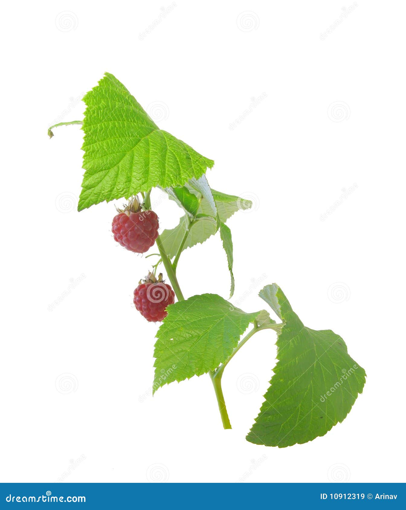 Raspberry branch stock image. Image of lush, flower, freshness - 10912319