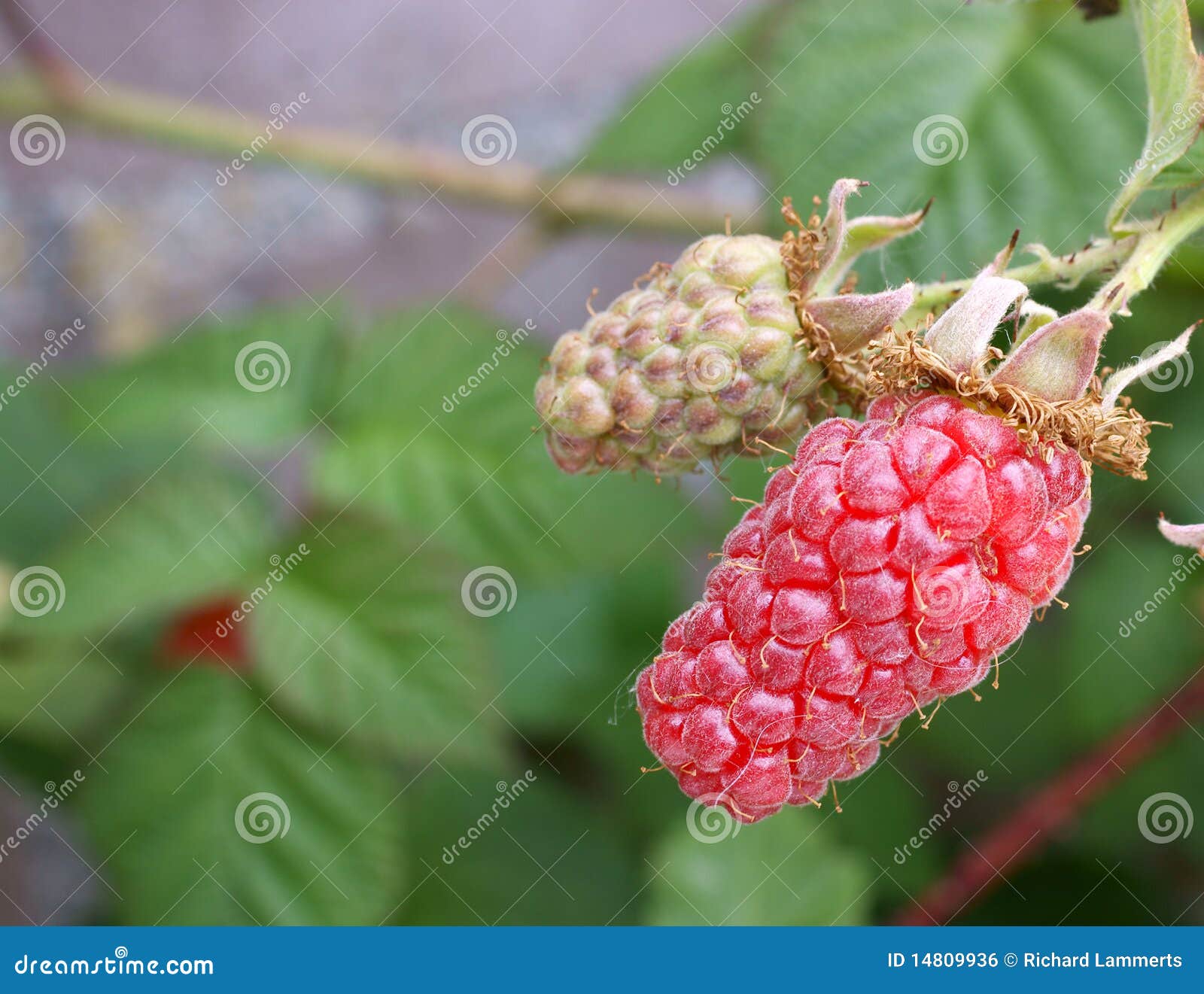 Raspberry branch stock photo. Image of leaf, macro, plant - 14809936
