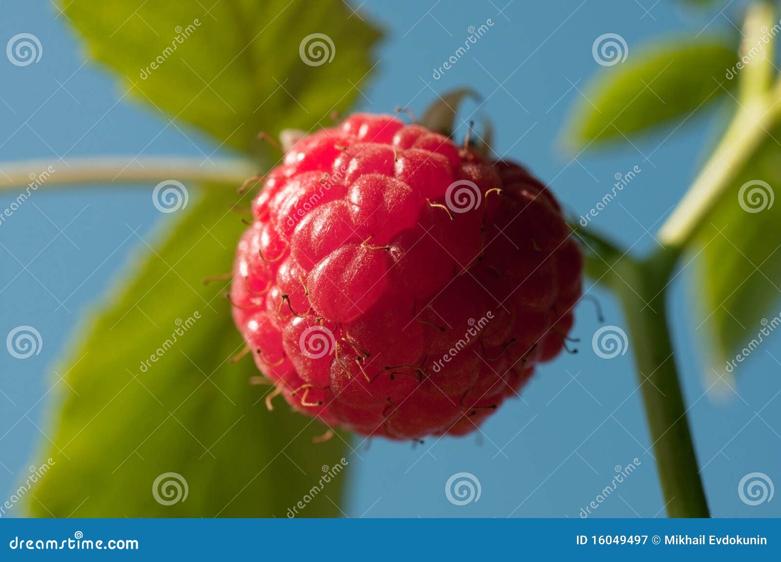 Raspberry on a branch stock image. Image of light, fruit - 16049497