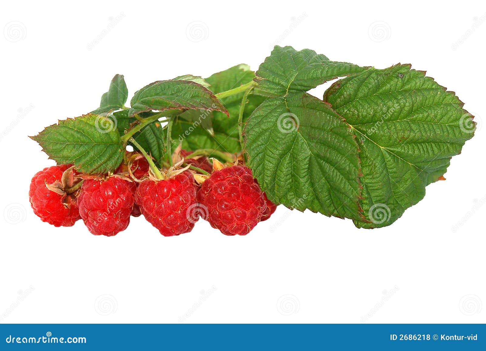 Raspberry in branch. stock photo. Image of edible, nature - 2686218