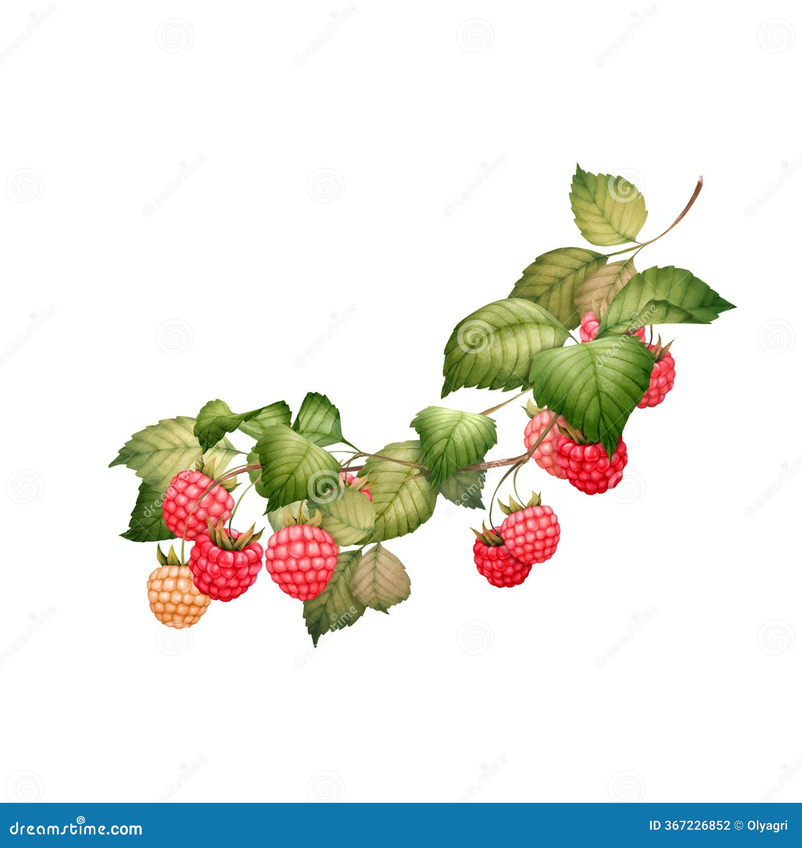 Raspberry Branch Hand Drawing Black And White Vintage Clip Art I ...