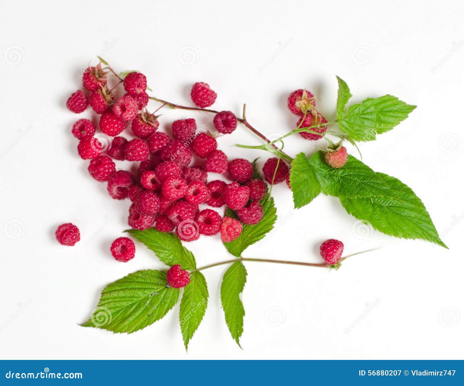 Raspberry branch stock image. Image of summer, season - 56880207