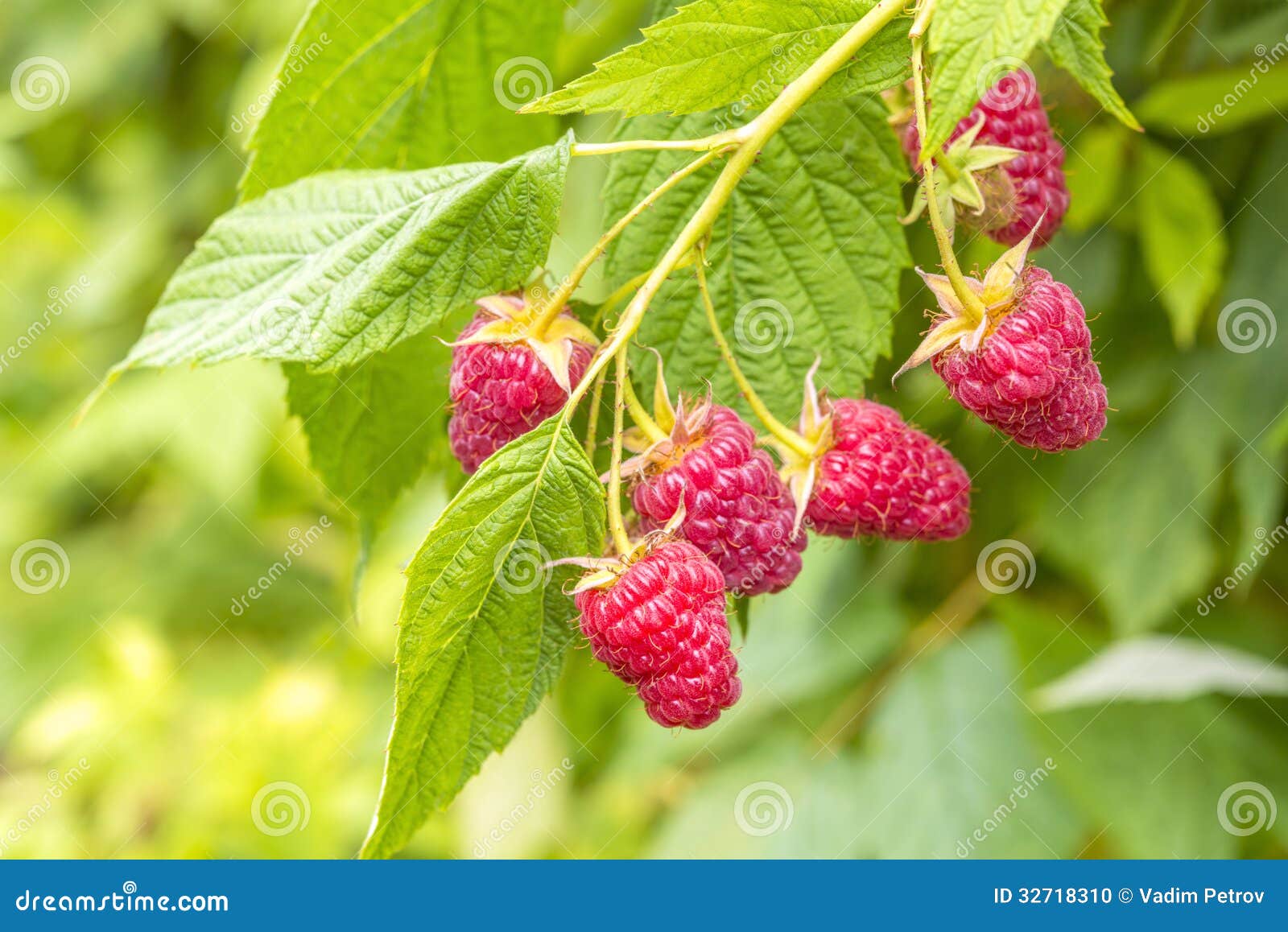 Raspberry on a branch stock photo. Image of hanging, closeup - 32718310