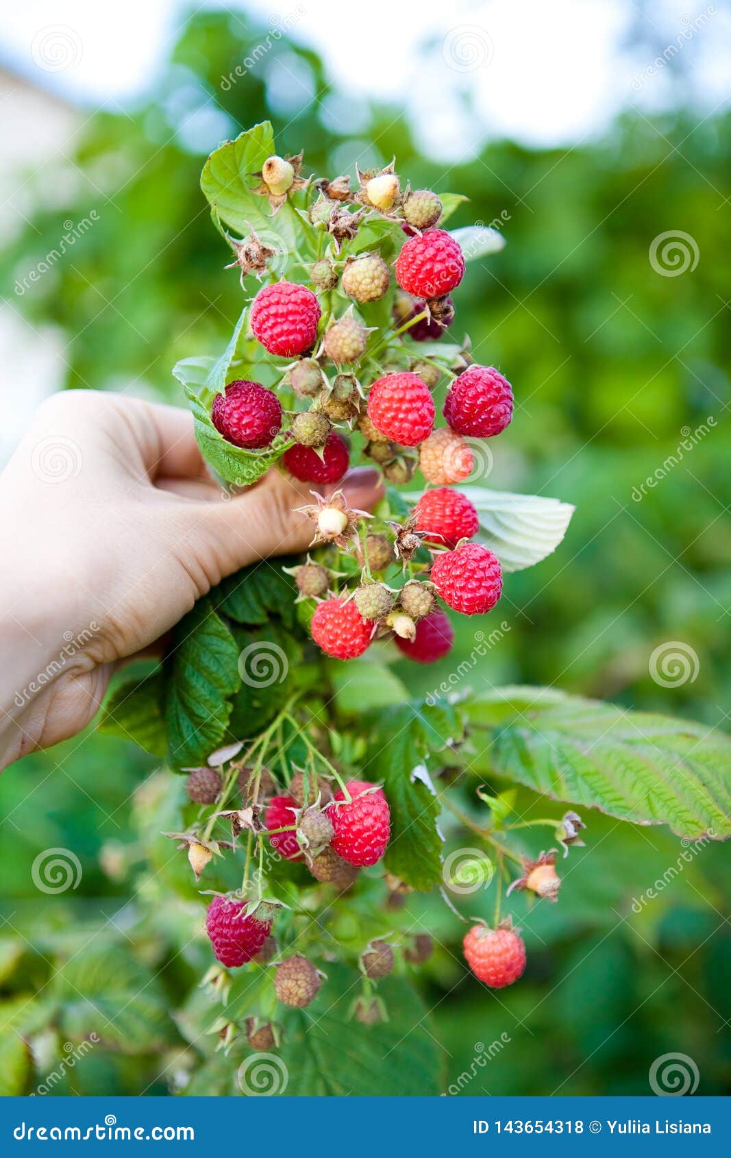 Ripe raspberry branch. stock photo. Image of agriculture - 143654318