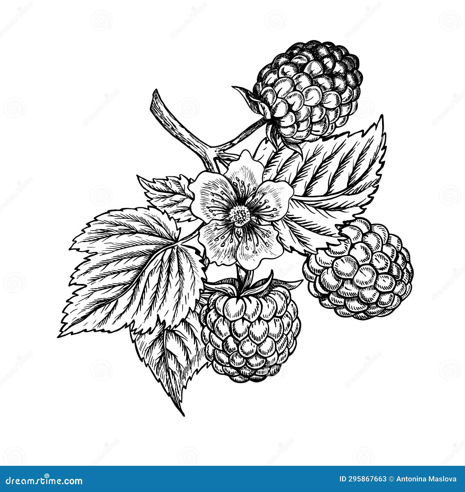 Raspberry Branch, Hand Drawn Black and White Graphic Vector ...
