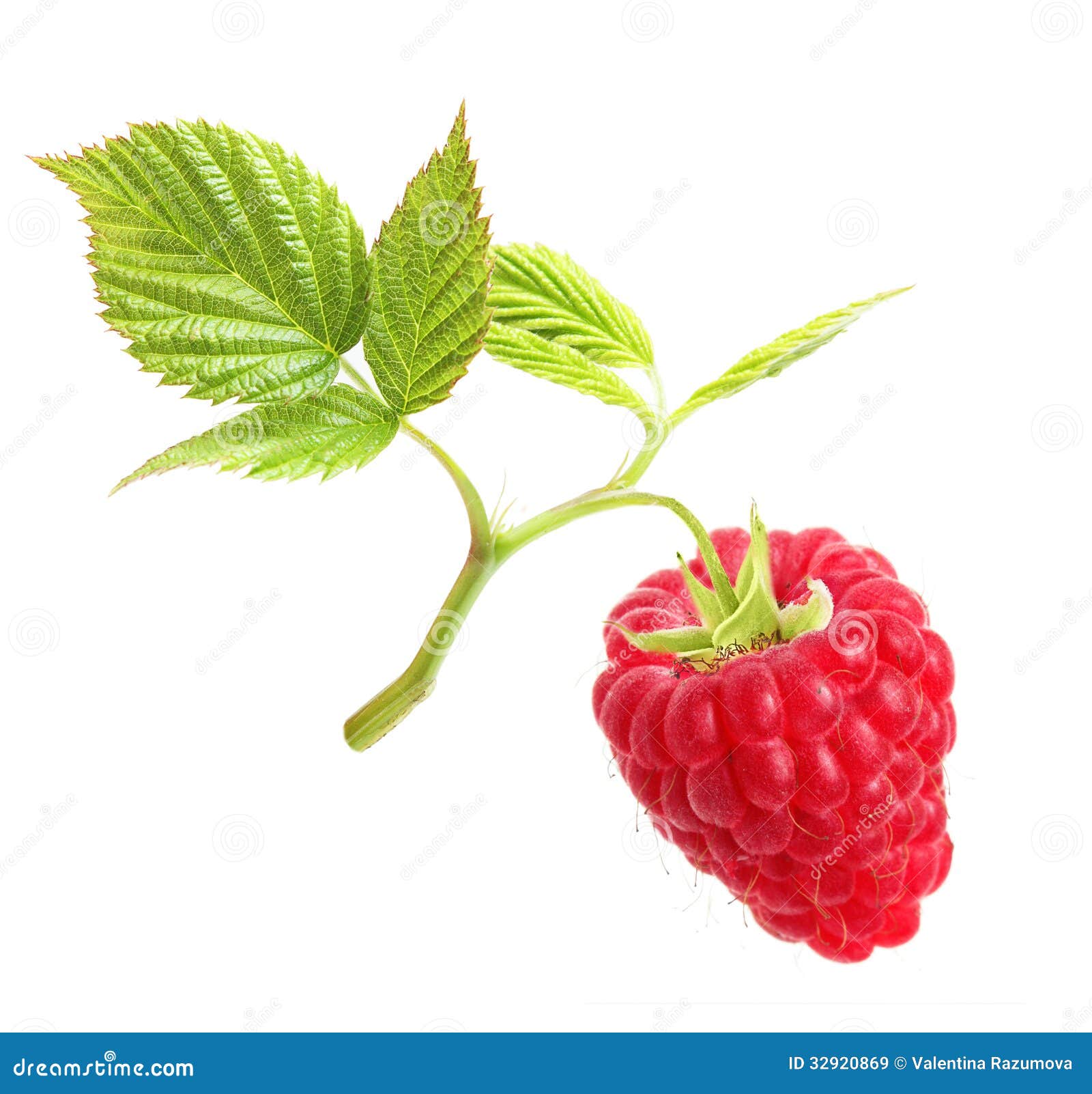 Raspberry branch isolated stock image. Image of foliage - 32920869