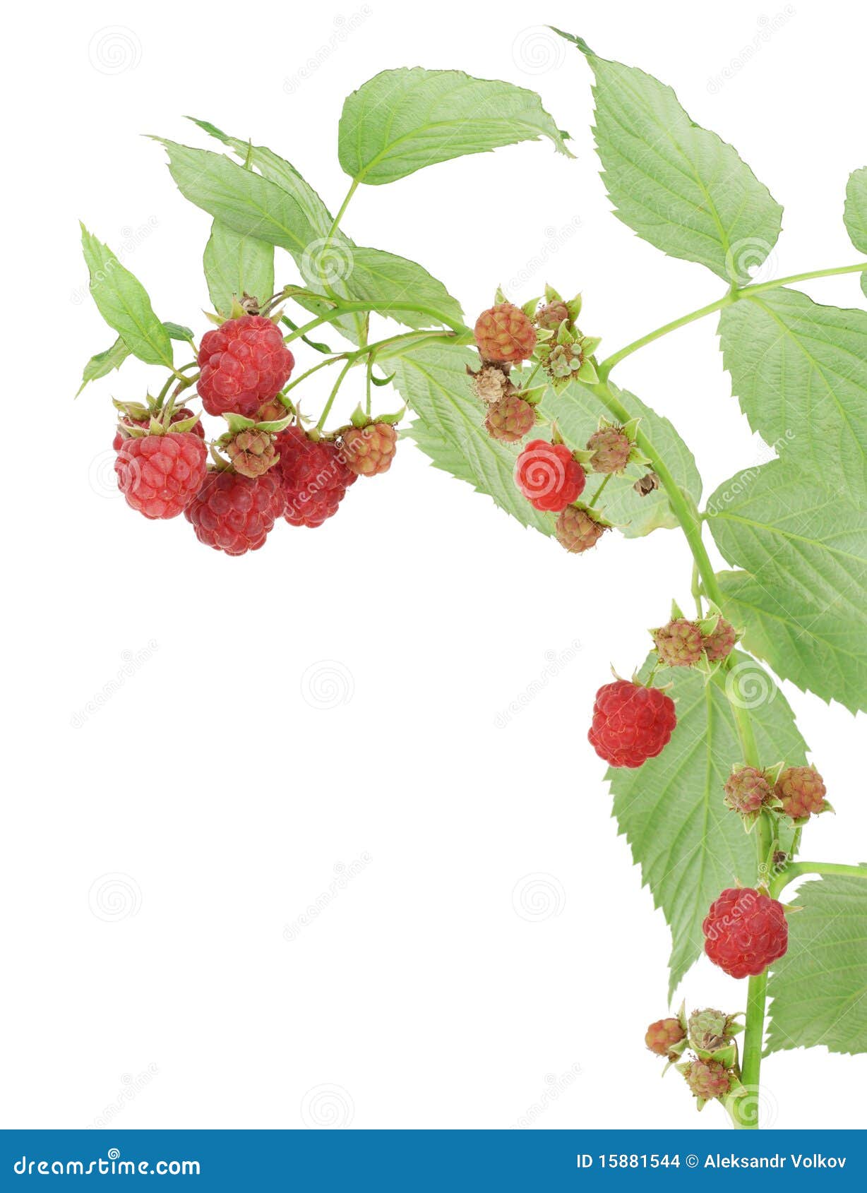 Raspberry on Branch Postcard Stock Photo - Image of green, nature: 15881544
