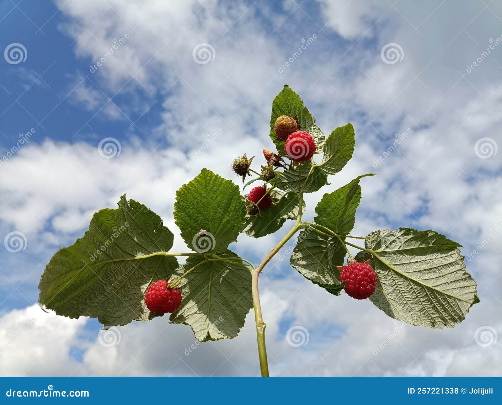 Raspberry branch stock photo. Image of raspberry, green - 257221338