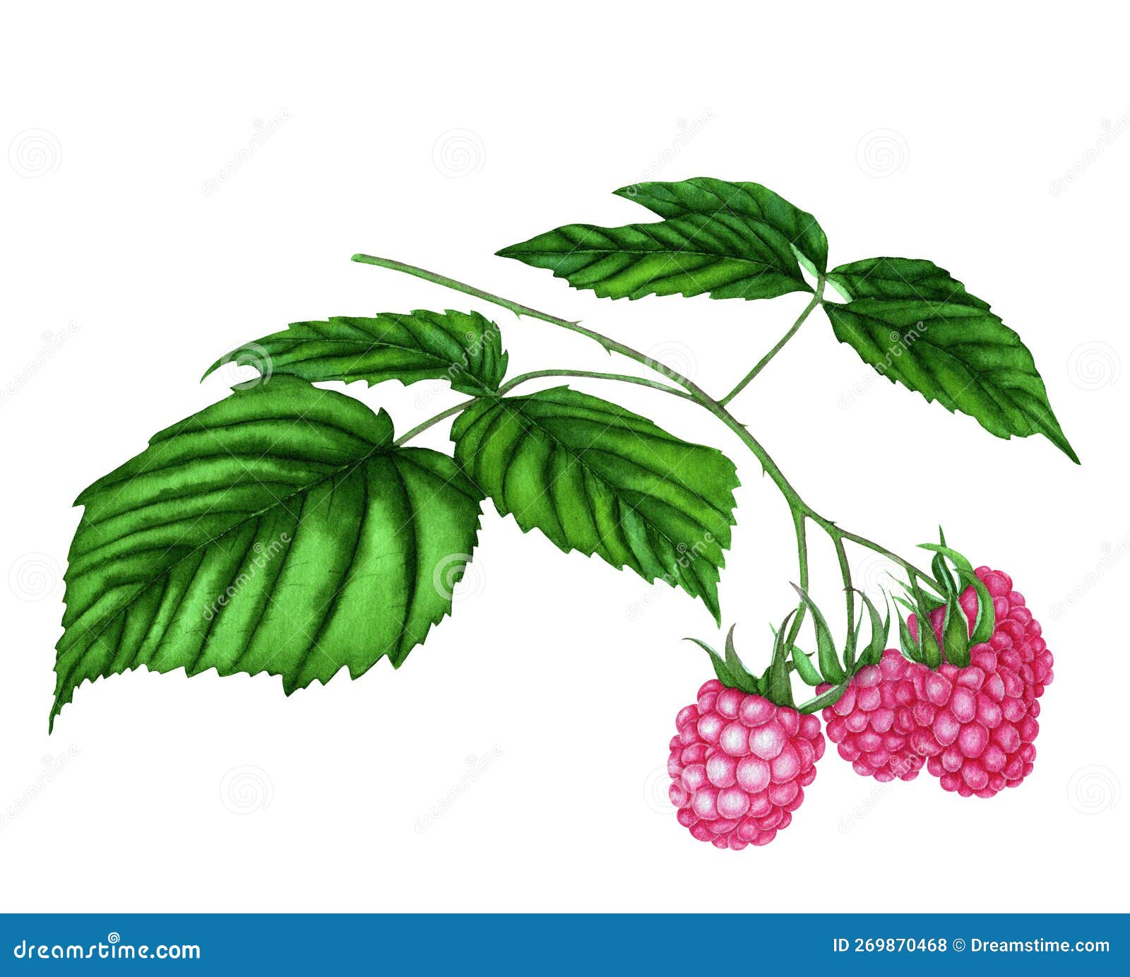 Raspberry Branch with Red Berries Stock Photo - Image of isolation ...