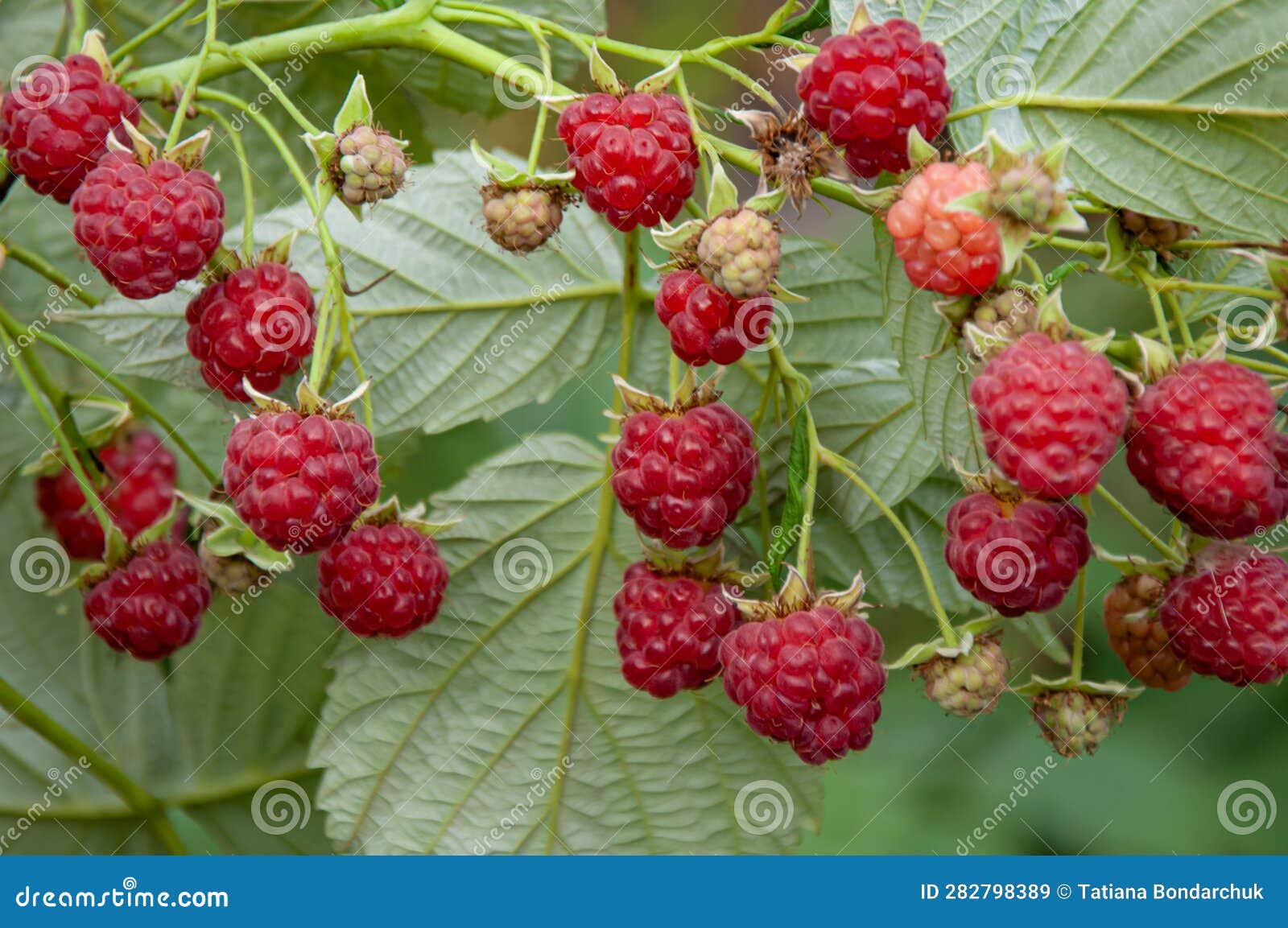 Raspberry Branch with Red Raspberries on a Background of Green Leaves ...