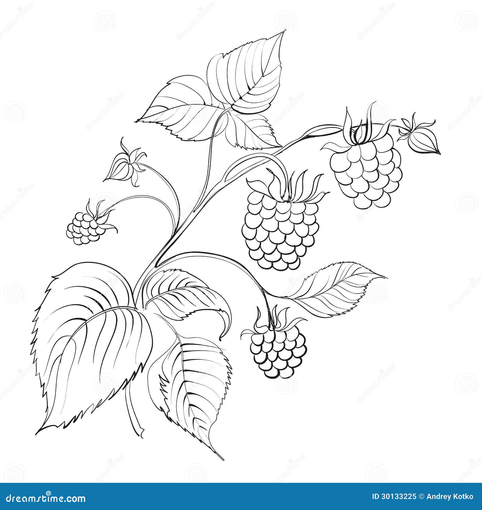 Raspberry Branch Pencil Drawing Stock Photo | CartoonDealer.com #131932116