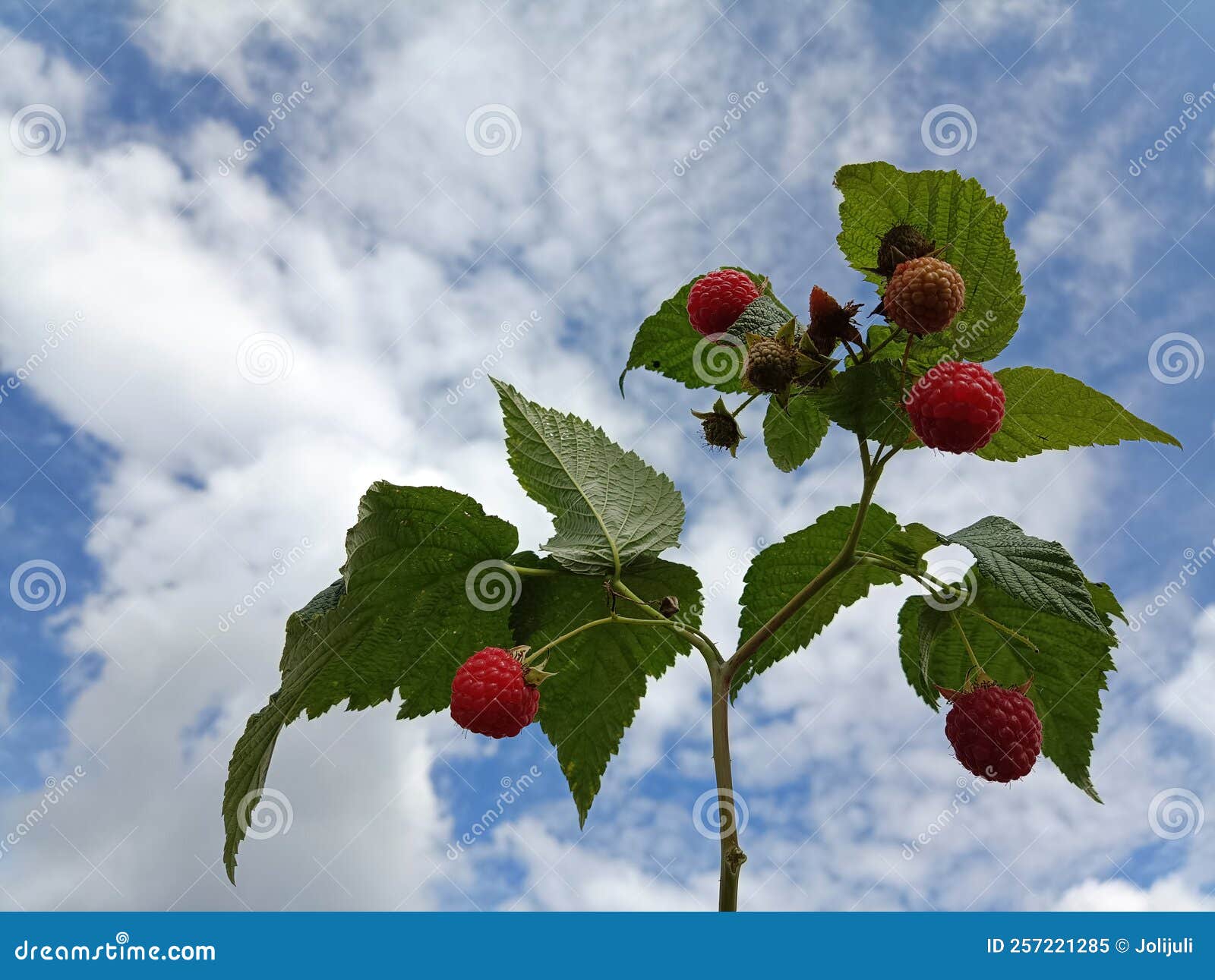 Raspberry branch stock image. Image of berries, plant - 257221285