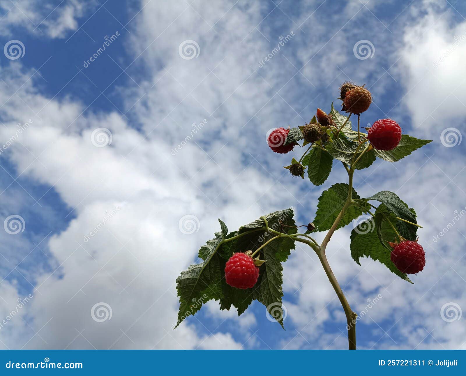 Raspberry branch stock image. Image of raspberry, garden - 257221311