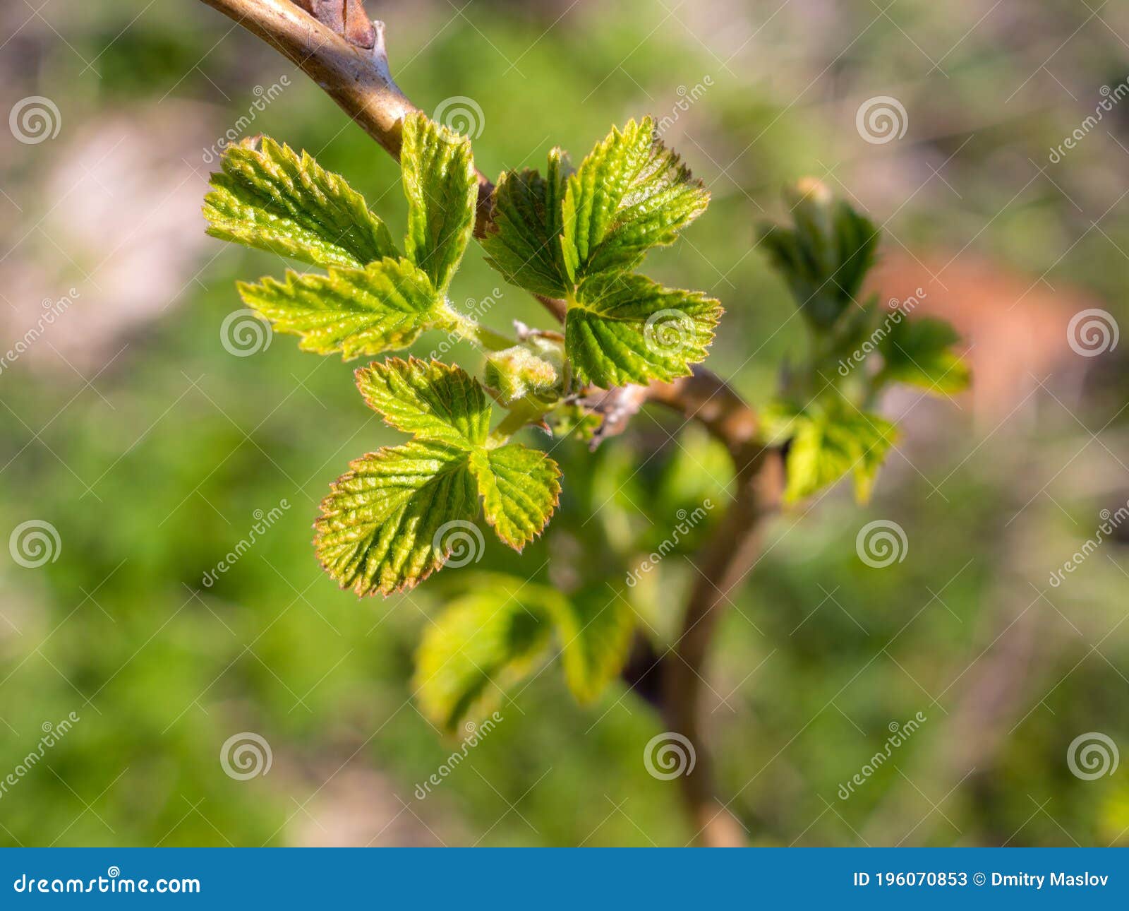 Raspberry branch in spring stock image. Image of beautiful - 196070853