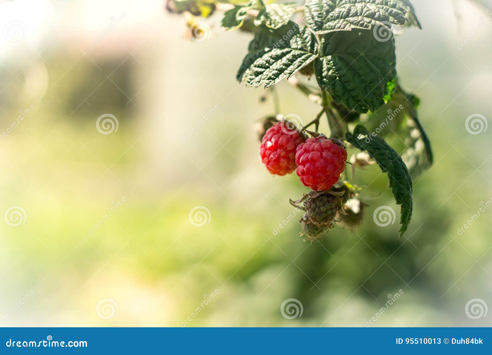 Raspberry on a branch stock image. Image of macro, mature - 95510013