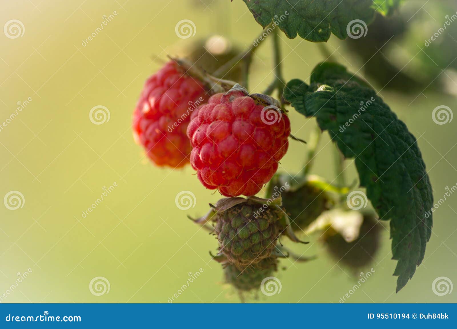 Raspberry on a branch stock photo. Image of juicy, close - 95510194