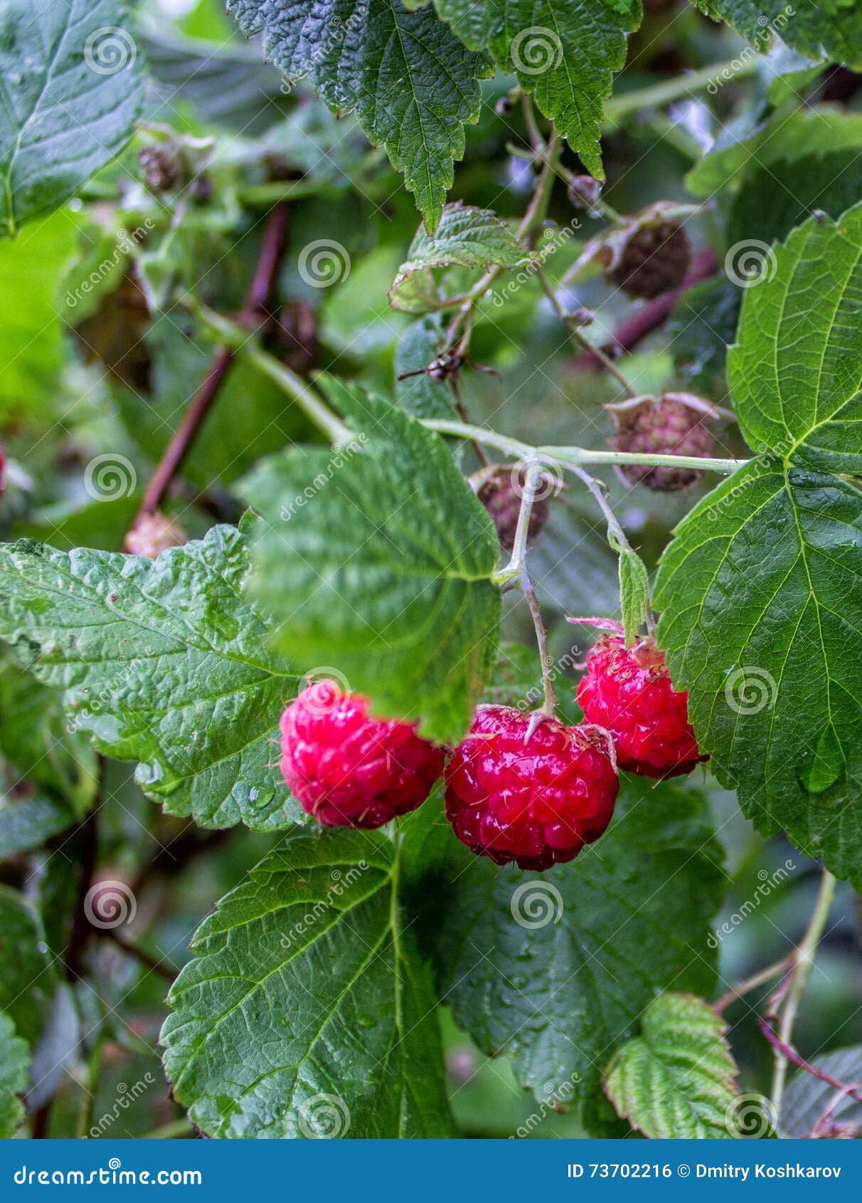 Raspberry on a branch stock photo. Image of berry, healthy - 73702216