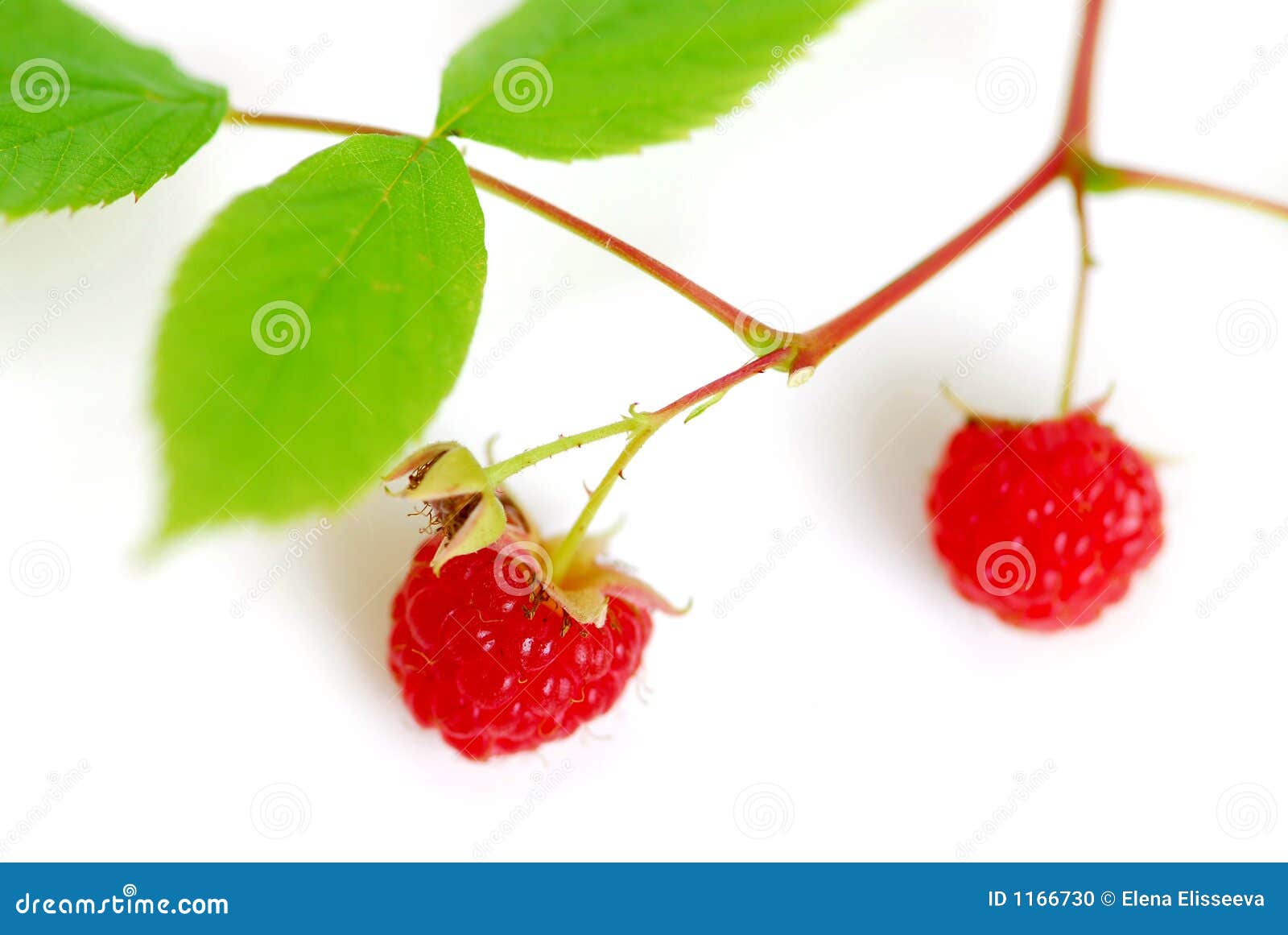 Raspberry branch white stock photo. Image of food, plants - 1166730