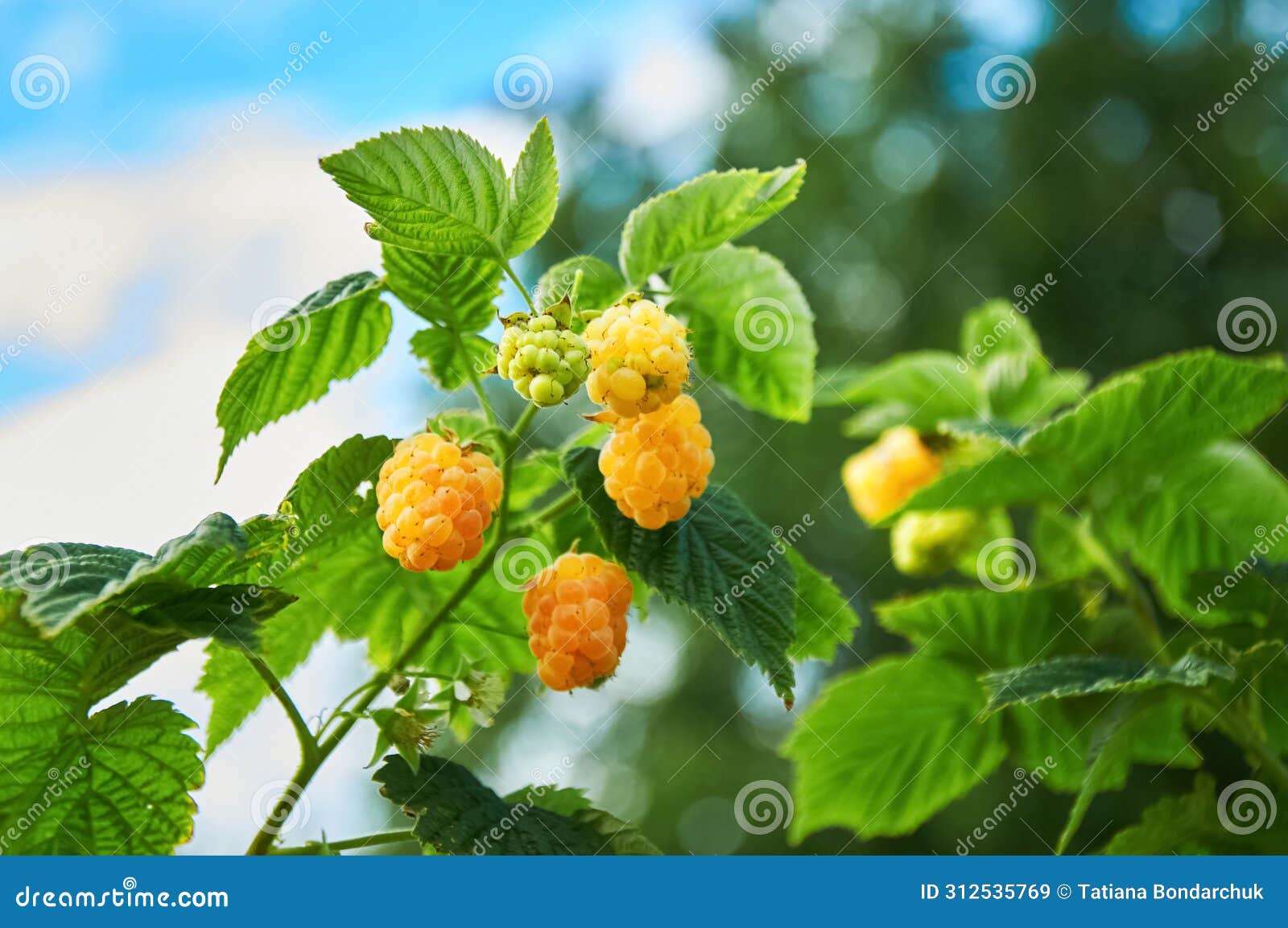 Raspberry Branch with Yellow Raspberries on a Background of Green ...
