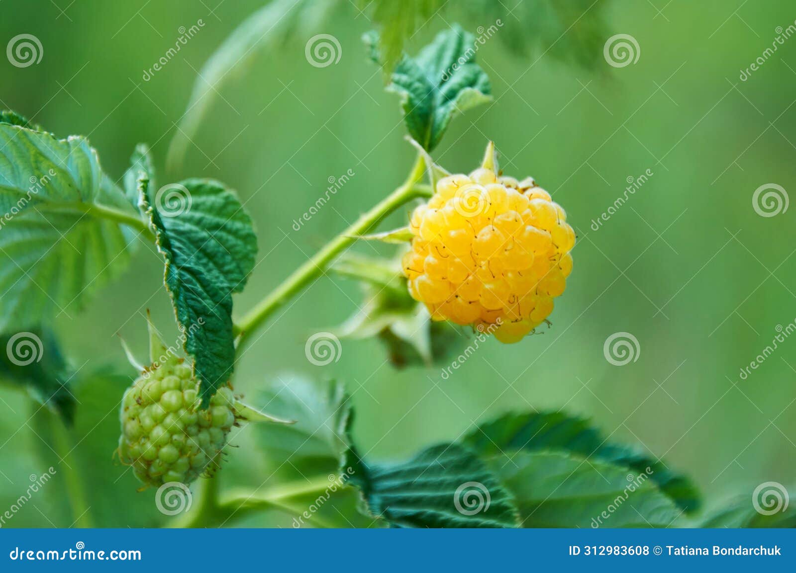 Raspberry Branch with Yellow Raspberries on a Background of Green ...