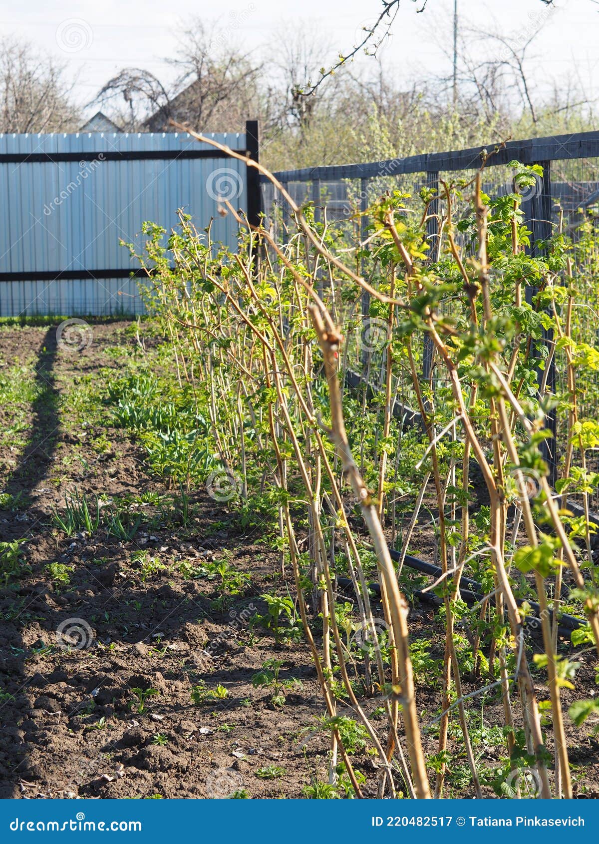 Raspberry Branches in the Garden in Early Spring. Growing Organic ...