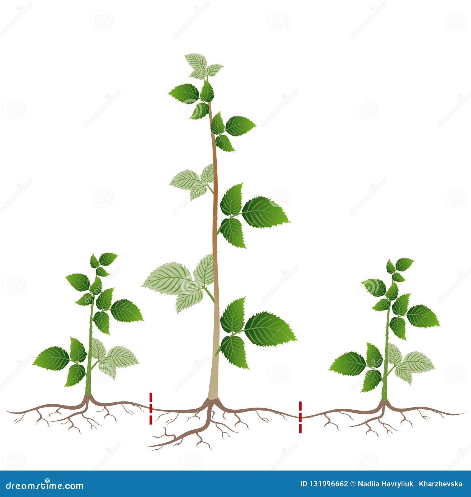 Raspberry Breeding is Shown by Root Suckers on a White. Stock Vector ...