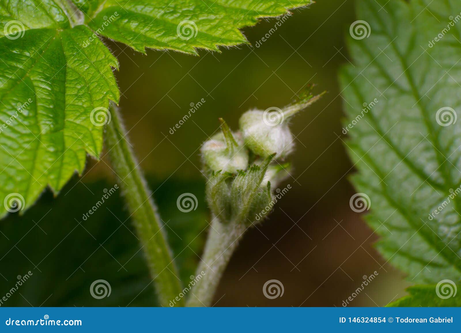 Raspberry Bud Close-up and Leaf on Background Stock Photo - Image of ...