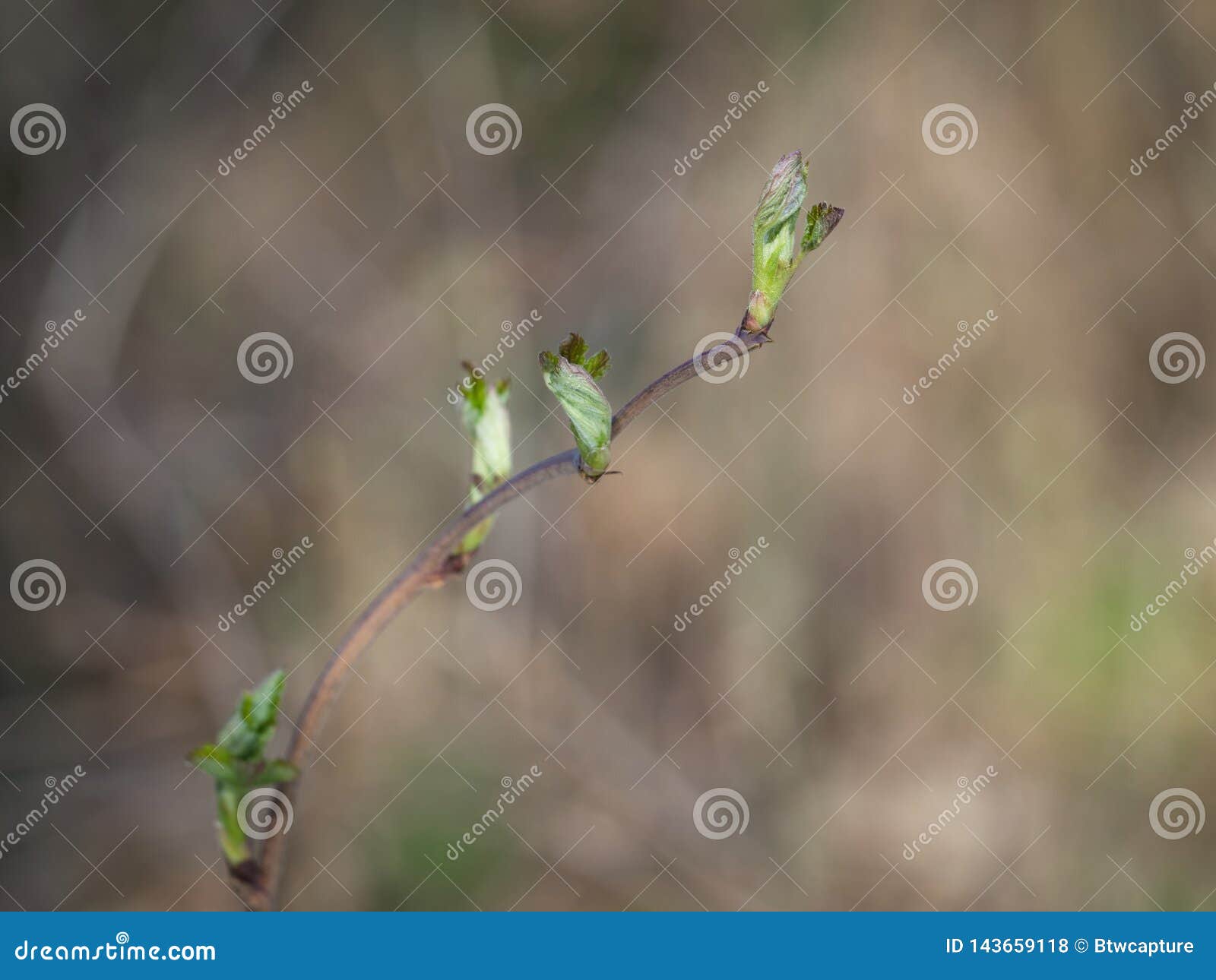 Raspberry with buds stock photo. Image of closeup, nature - 143659118