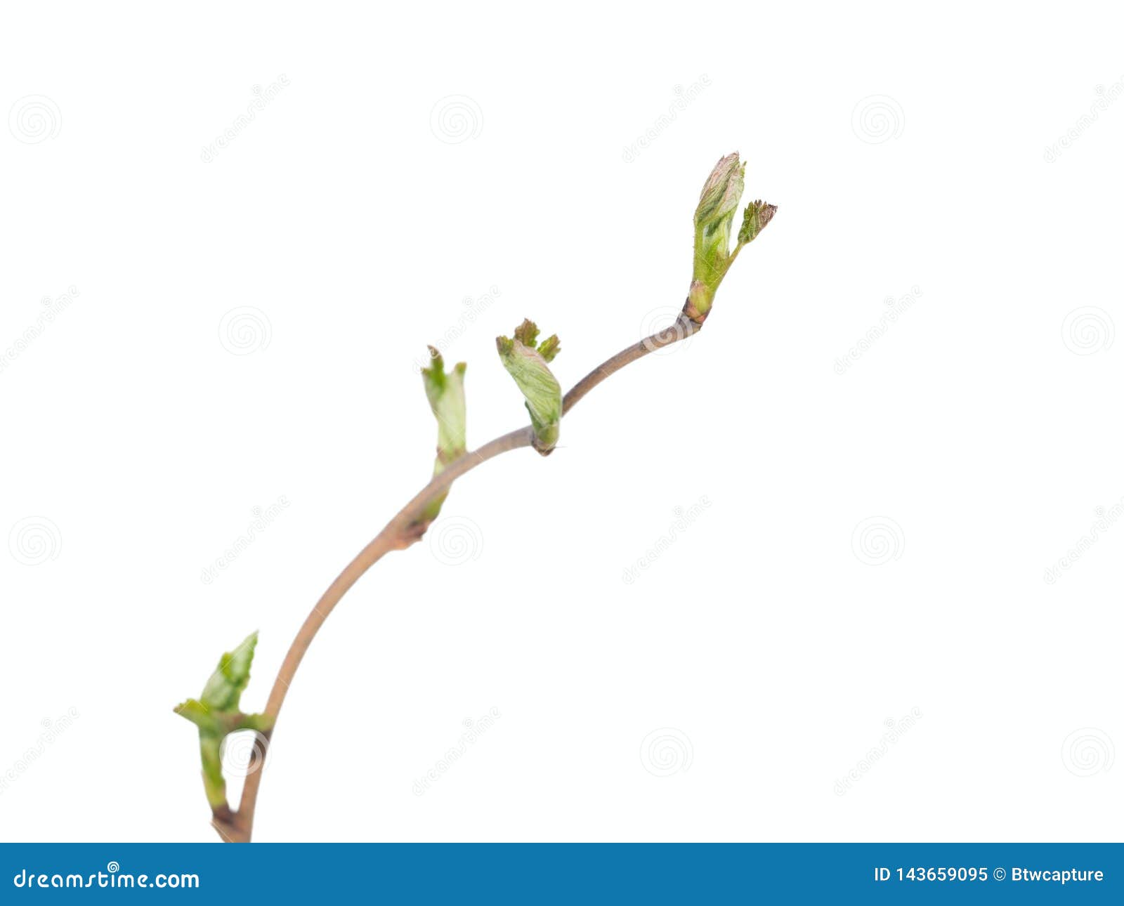 Raspberry with buds stock image. Image of isolate, spring - 143659095