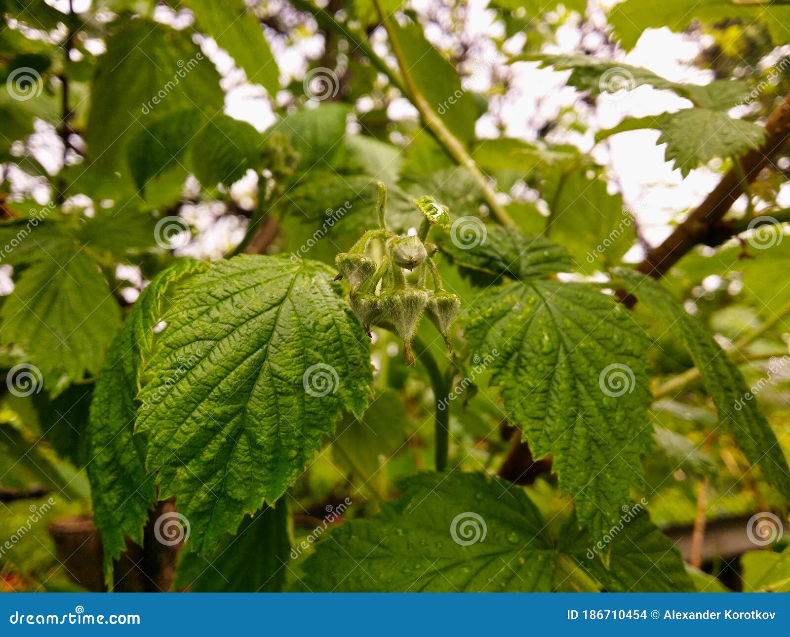 Raspberry Buds on a June Day. Stock Photo - Image of razz, scrub: 186710454