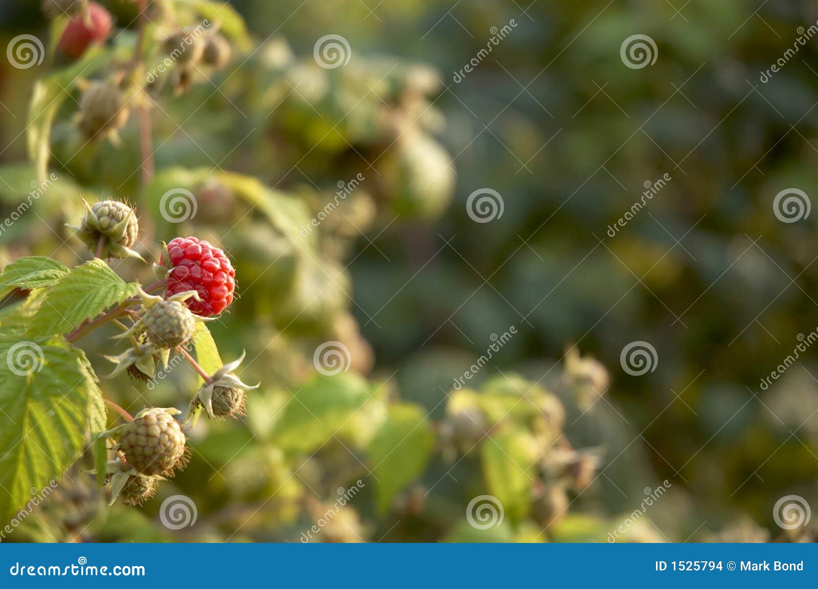 Raspberry bush stock photo. Image of farming, shrubbery - 1525794
