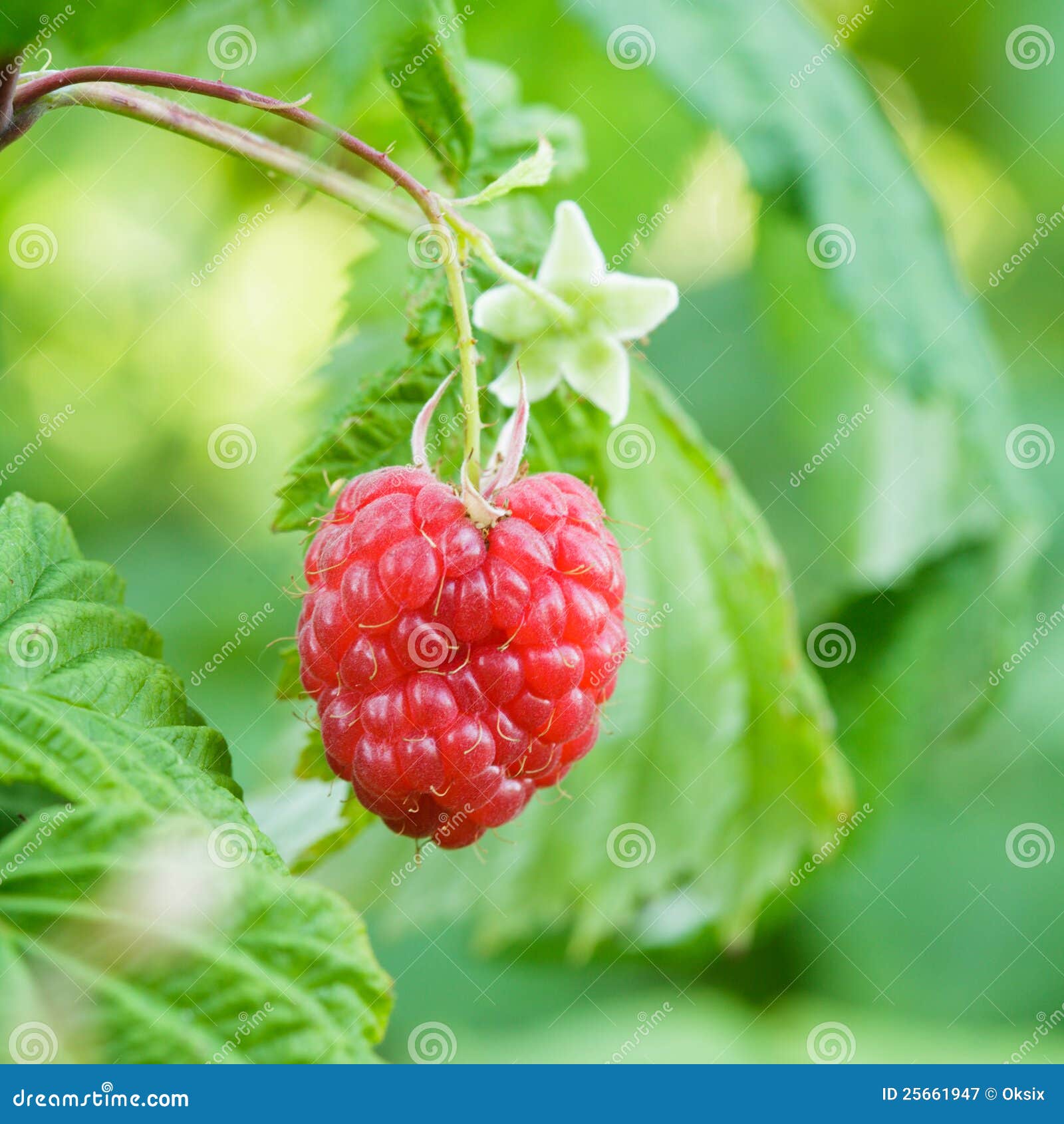 Raspberry bush stock image. Image of berry, growing, food - 25661947