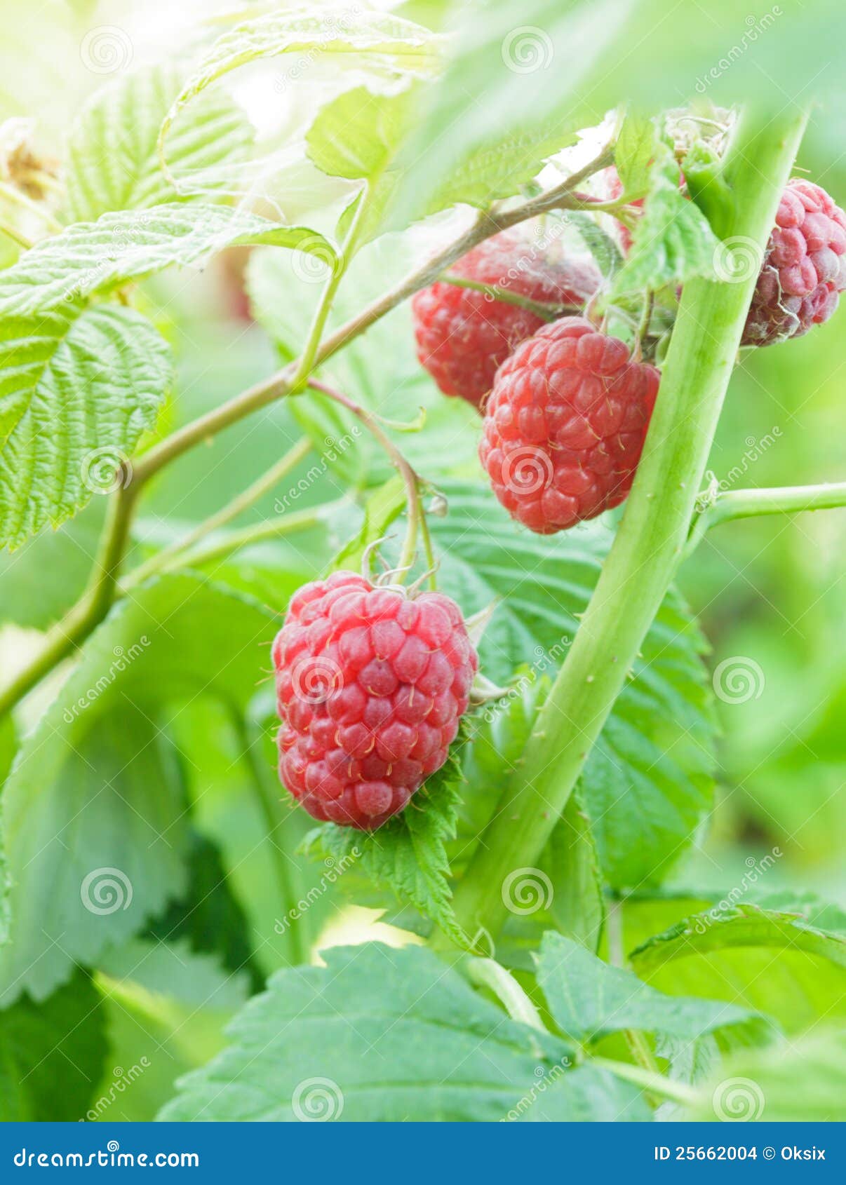 Raspberry bush stock photo. Image of lush, agriculture - 25662004