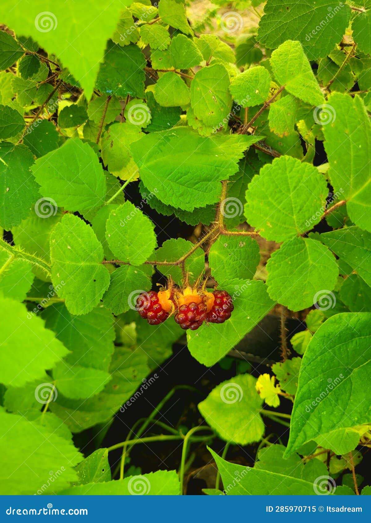 Raspberry in bush stock image. Image of herb, fruit - 285970715