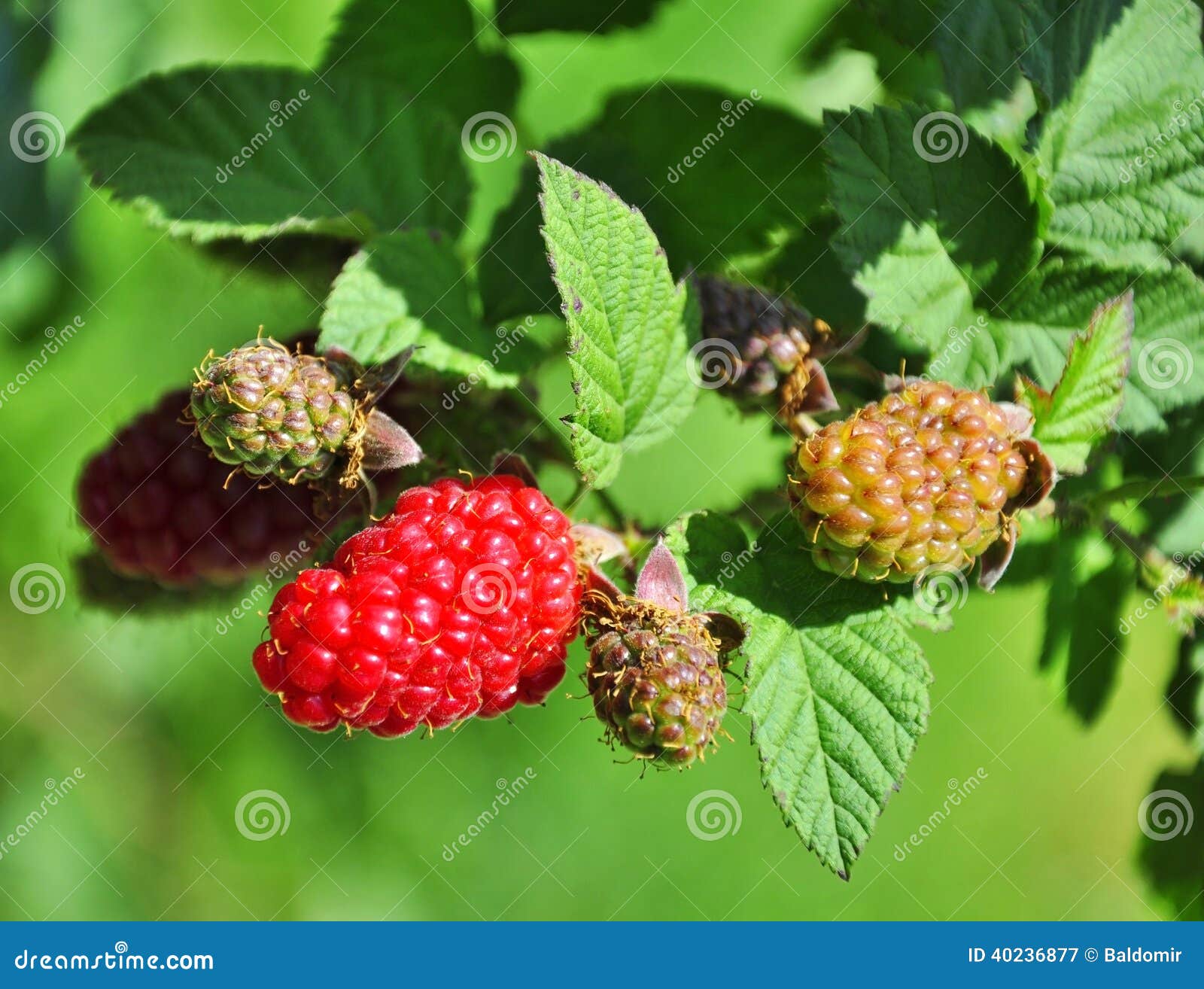 Raspberry bush stock image. Image of raspberry, marmalade - 40236877