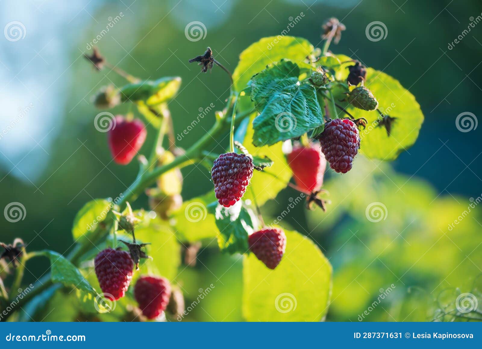 Raspberry Bush with Berries. Ripe Red Raspberry in the Sunshine Stock ...