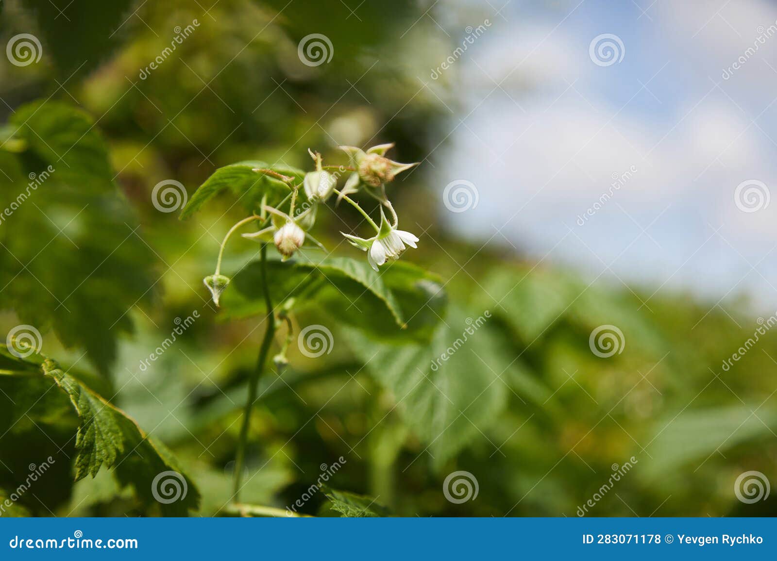 The Raspberry Bush Blooms in the Garden Stock Photo - Image of green ...