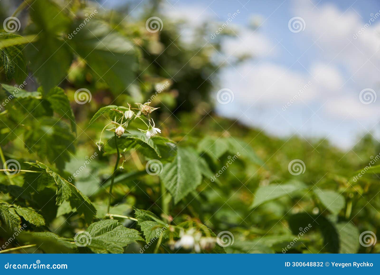 The Raspberry Bush Blooms in the Garden Stock Photo - Image of nature ...