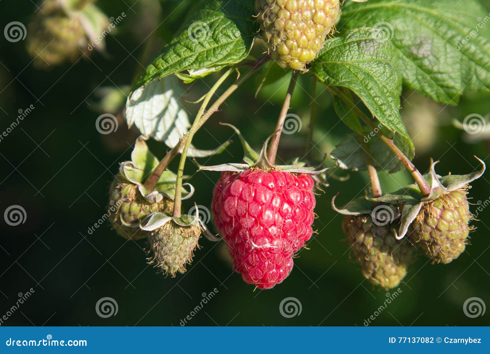 Raspberry bush stock photo. Image of leaf, berries, branch - 77137082