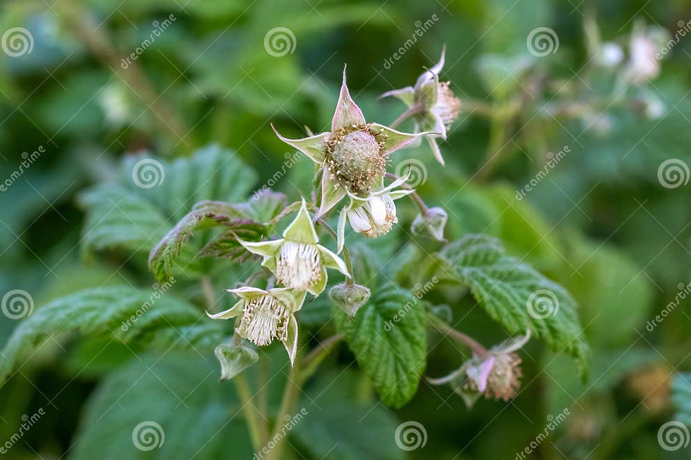 Raspberry Bush during Flowering in Spring, Growing Raspberries Stock ...