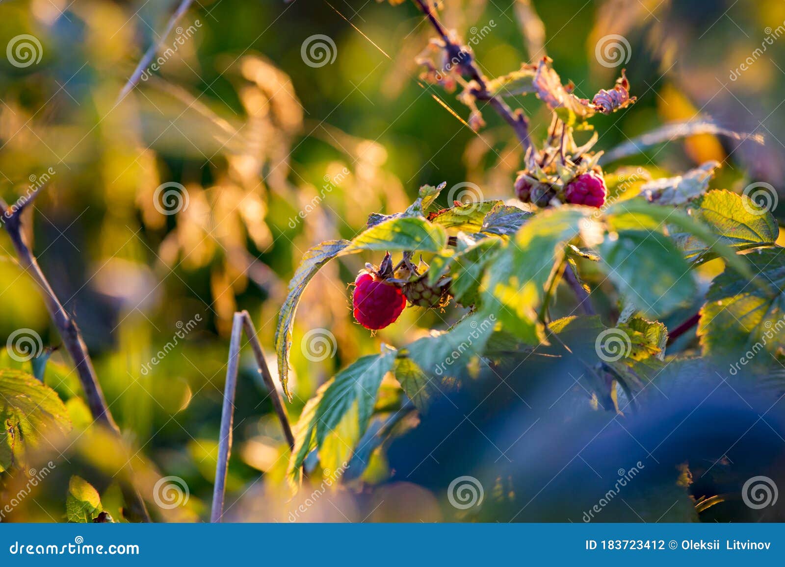 Raspberry Bush in the Forest. Raspberries in the Sun Stock Photo ...