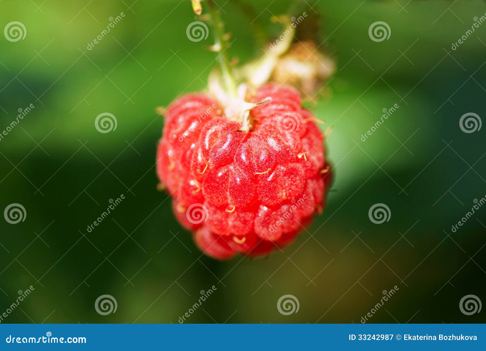 Raspberry on a bush stock image. Image of bush, mature - 33242987