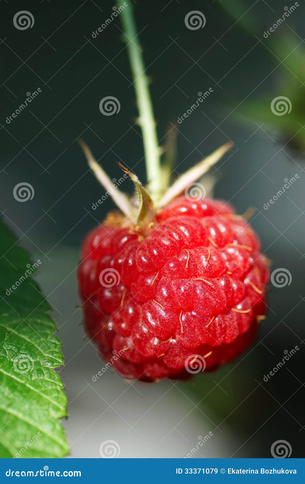 Raspberry on a bush stock image. Image of closeup, mature - 33371079