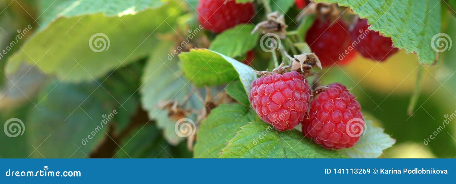 Raspberry Bush in Garden, Fresh Fruit Stock Image - Image of branch ...