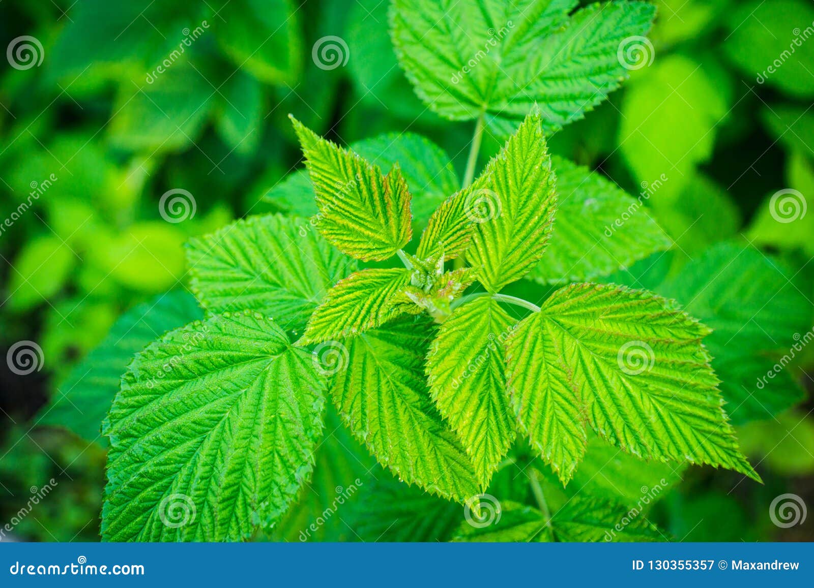 Raspberry Bush in the Garden Stock Image - Image of bush, shallow ...