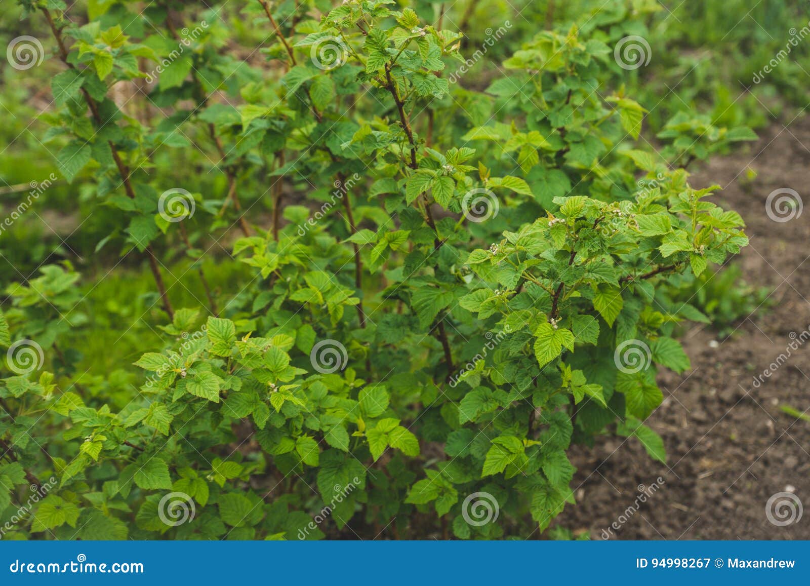 Raspberry Bush in the Garden Stock Image - Image of green, flora: 94998267