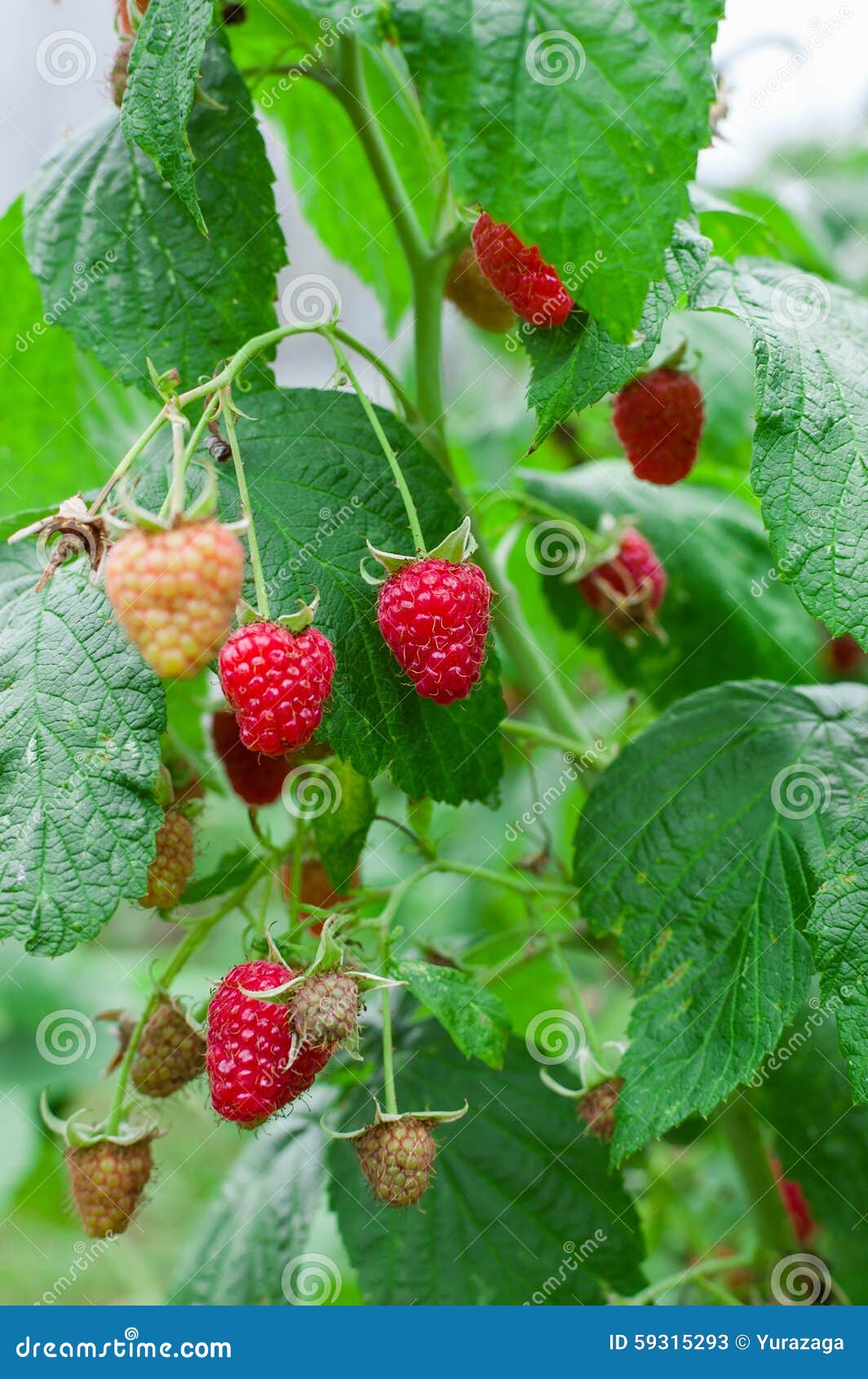Raspberry Bush. Growing Berries in the Fruit Garden Stock Image - Image ...