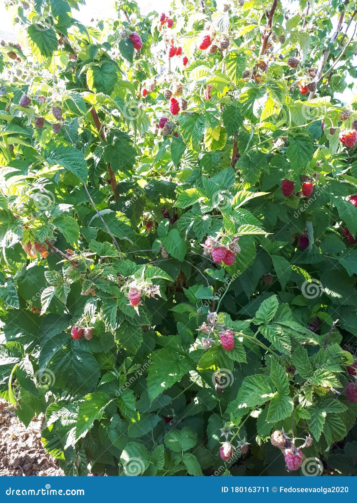Raspberry Bush with Large Berries Stock Image - Image of summer ...