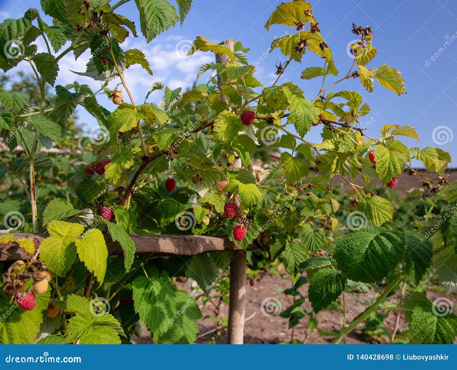 Raspberry on a Raspberry Bush in a Natural Background, Sunny Day Stock ...